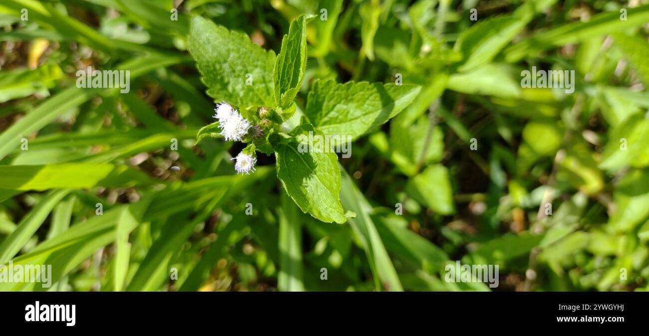 billygoat weed (Ageratum conyzoides Stock Photo - Alamy