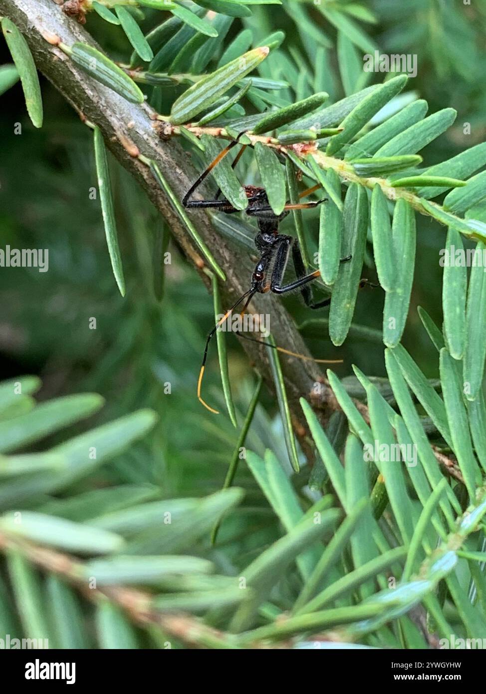 North American Wheel Bug (Arilus cristatus Stock Photo - Alamy