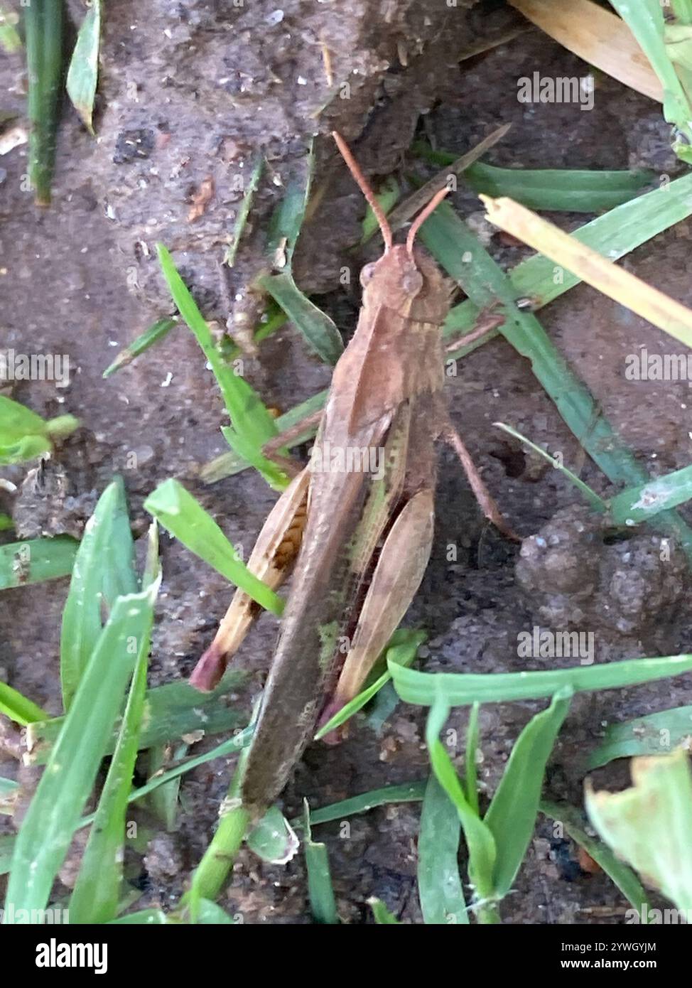 Green-striped Grasshopper (Chortophaga viridifasciata Stock Photo - Alamy