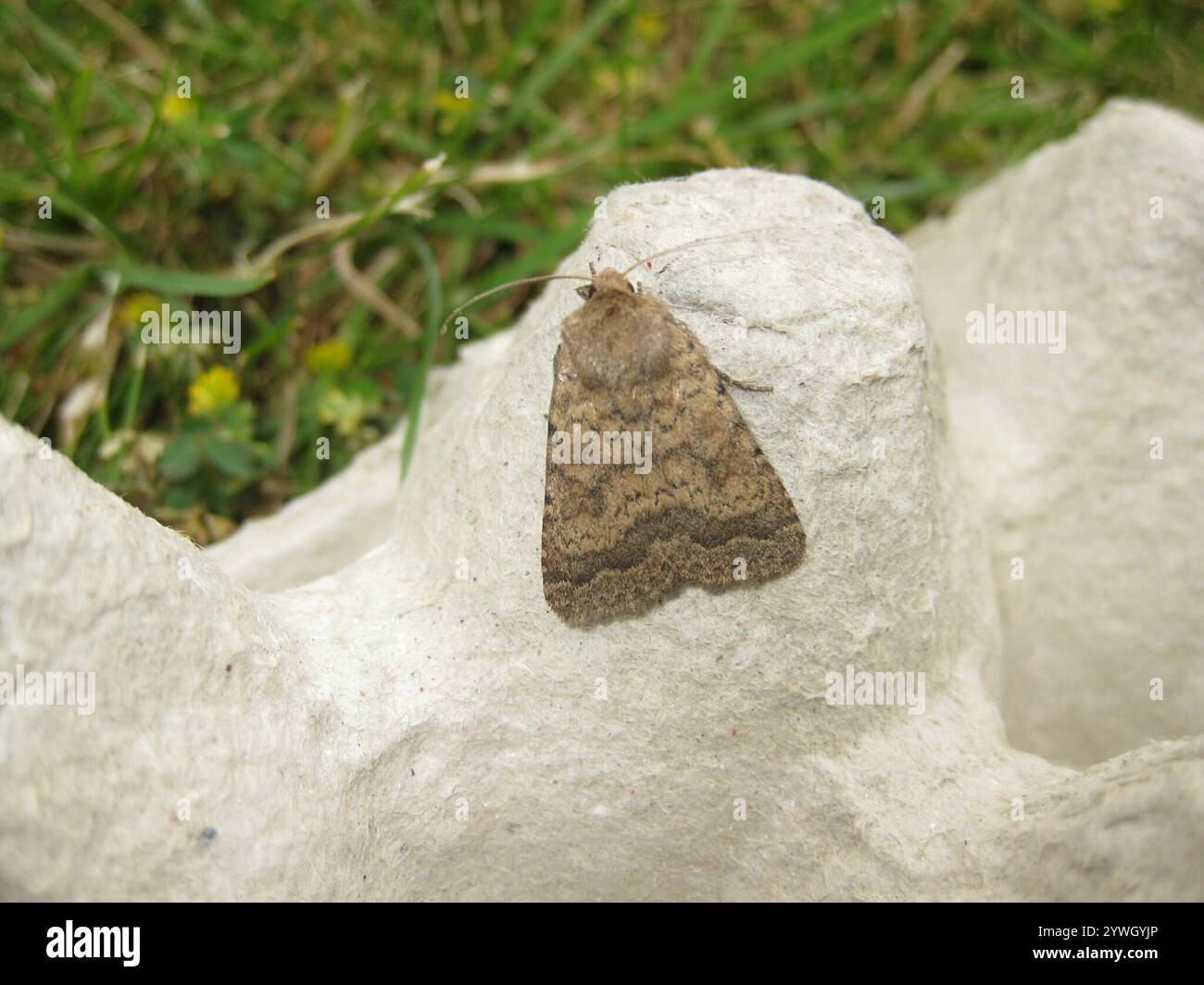 Mottled Rustic (Caradrina morpheus Stock Photo - Alamy