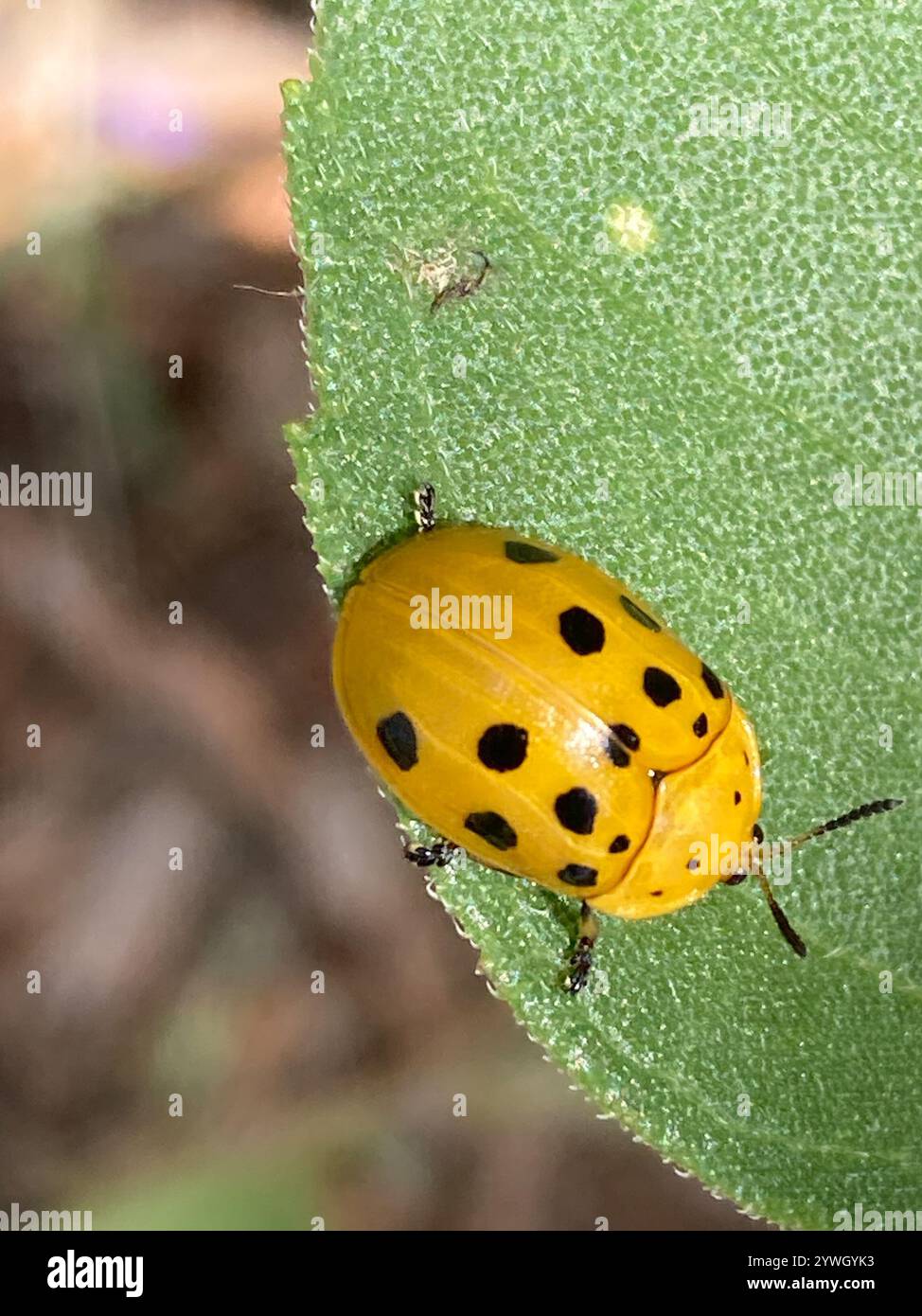 Argus Tortoise Beetle (Chelymorpha cassidea Stock Photo - Alamy