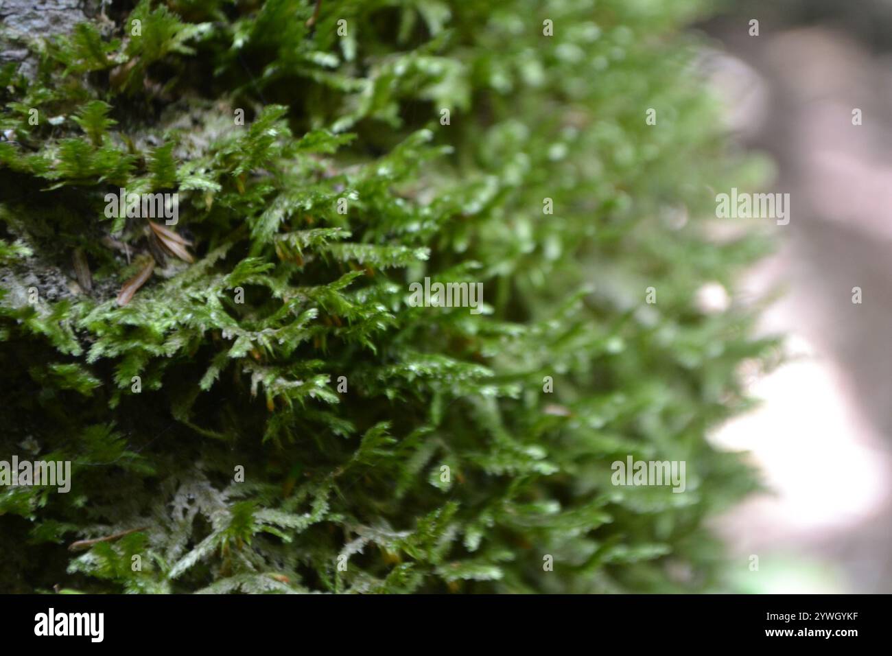shingle moss (Neckera pennata Stock Photo - Alamy