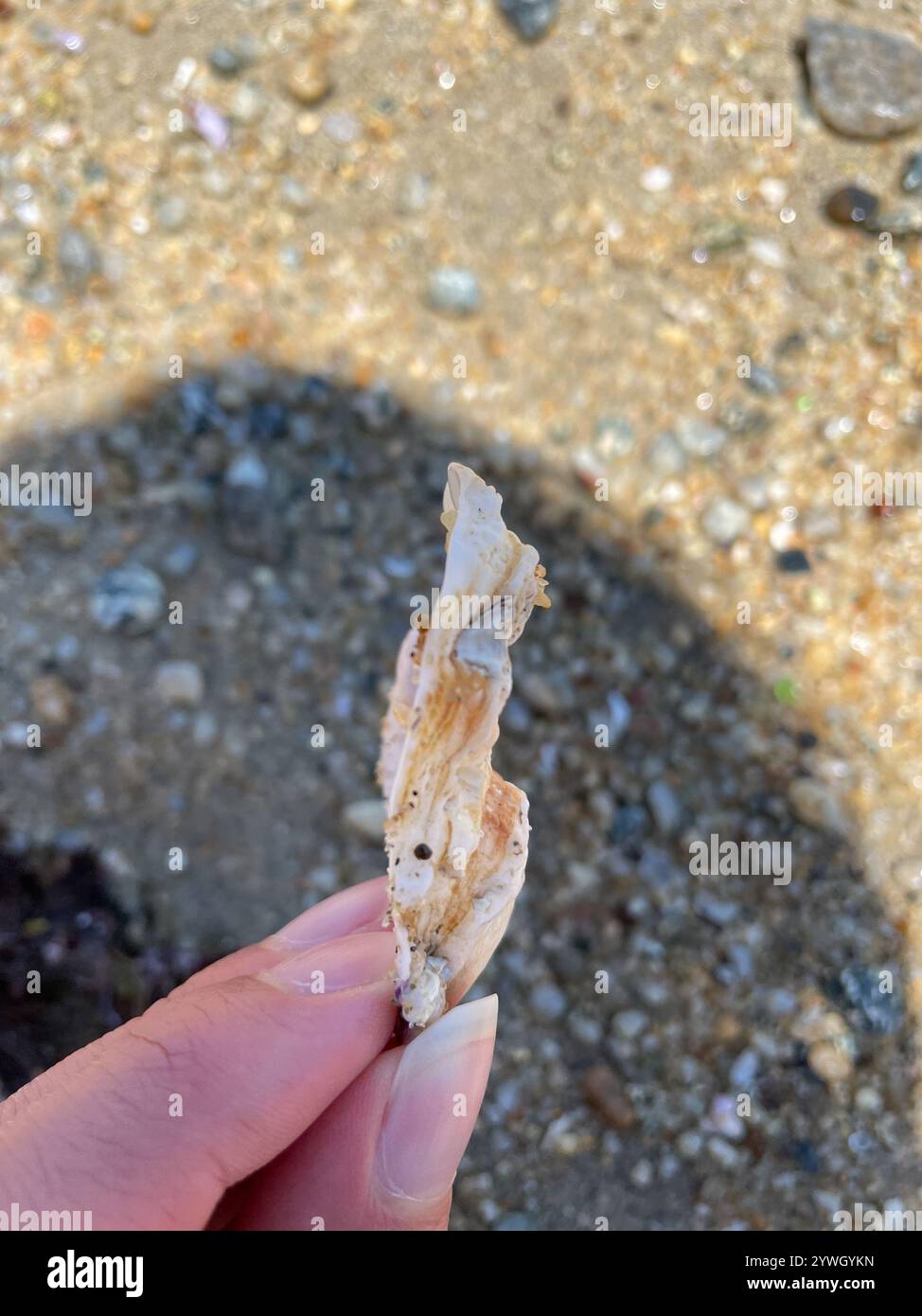 Giant Rock Scallop (Crassadoma gigantea Stock Photo - Alamy