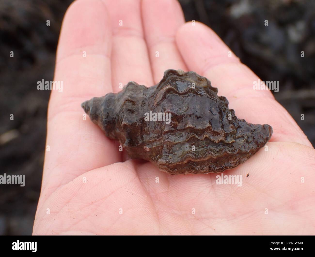 Frilled Dogwinkle (Nucella lamellosa Stock Photo - Alamy