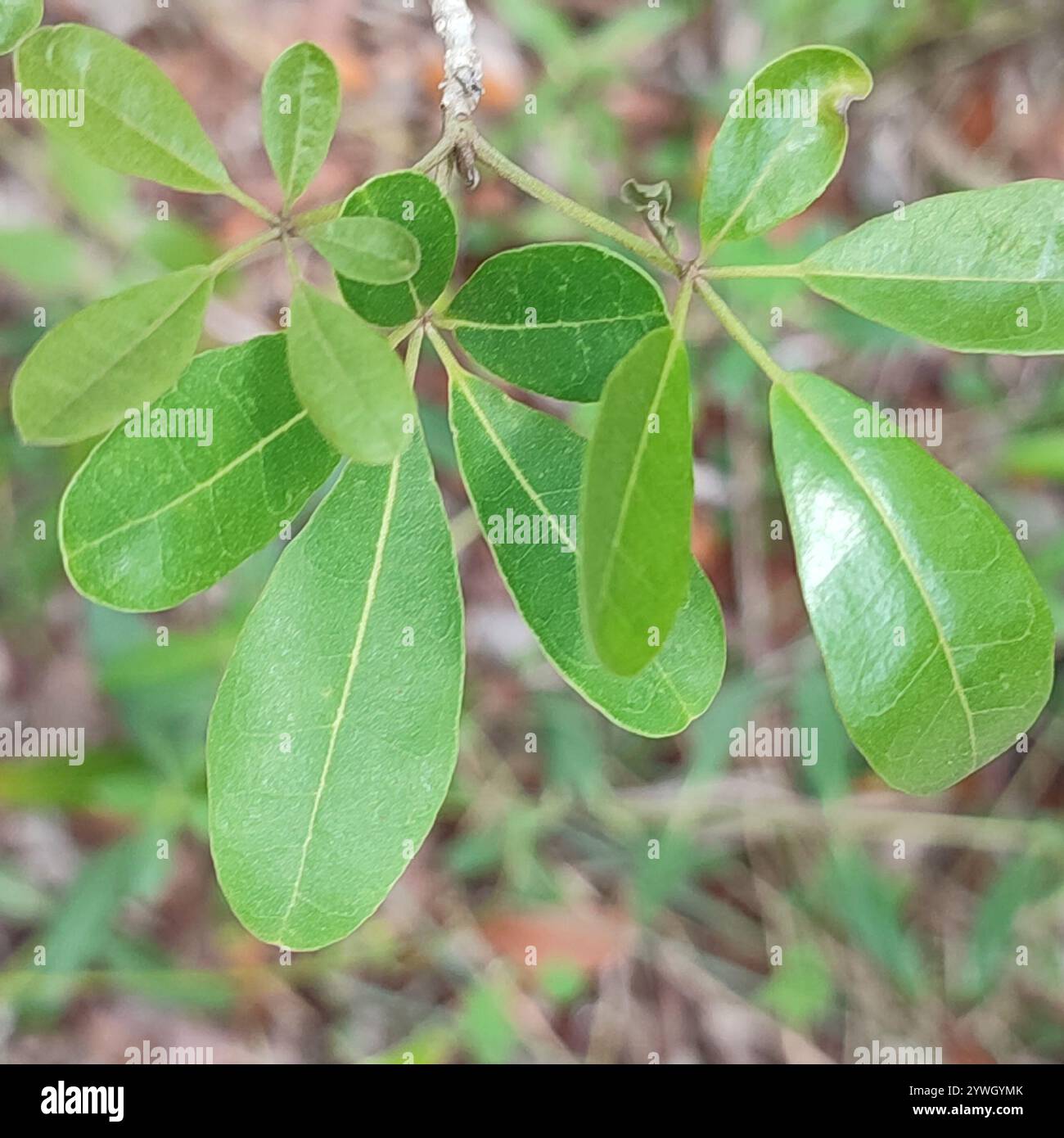 Pink Trumpet-tree (Tabebuia heterophylla Stock Photo - Alamy