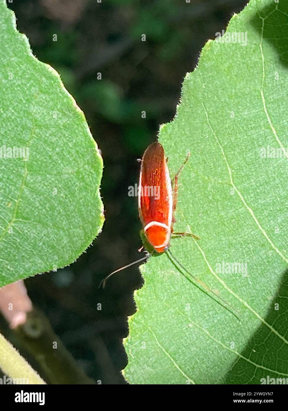 Pale-bordered Field Cockroach (Pseudomops septentrionalis Stock Photo ...