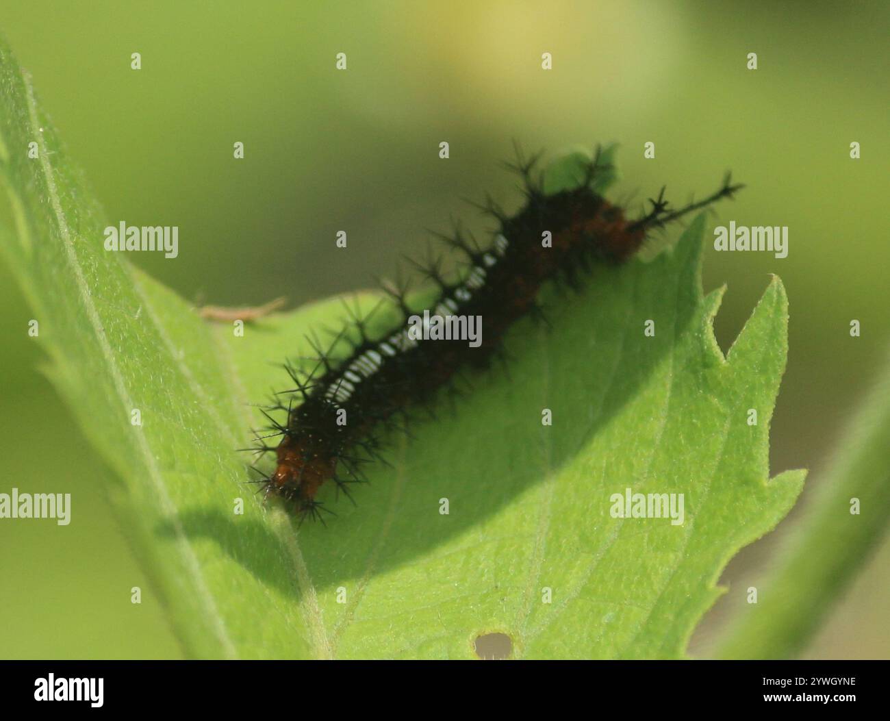 Angled Castor (Ariadne ariadne Stock Photo - Alamy