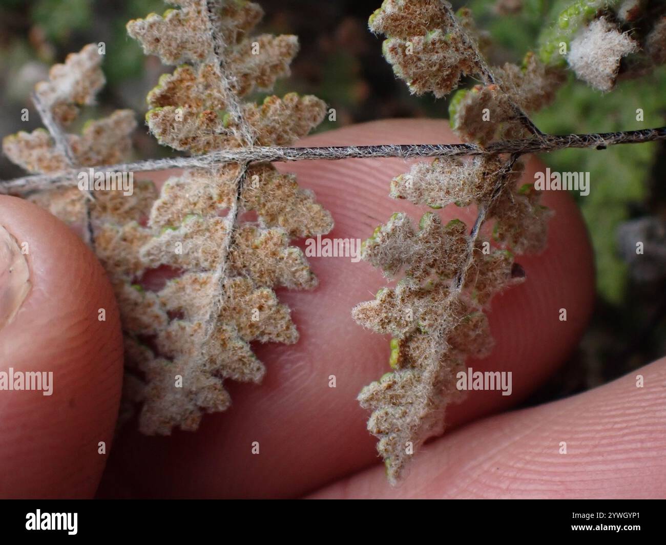 Fee's lip fern (Myriopteris gracilis Stock Photo - Alamy