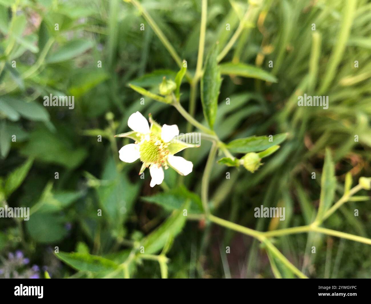 white avens (Geum canadense Stock Photo - Alamy
