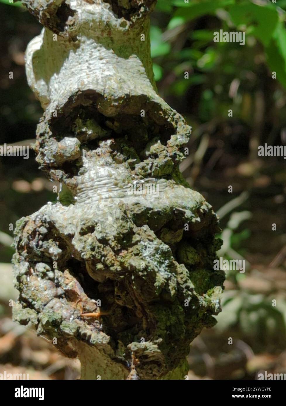 Apple Canker (Neonectria ditissima Stock Photo - Alamy