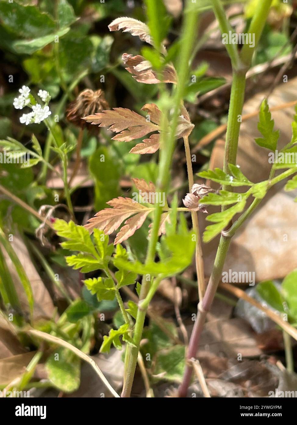 common hedge parsley (Torilis arvensis Stock Photo - Alamy