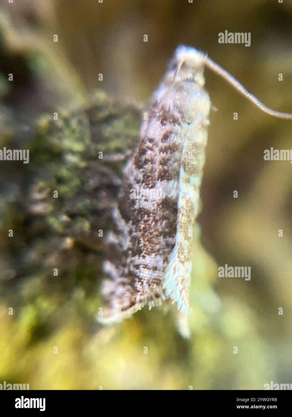 Olethreutine Leafroller Moths (Olethreutinae Stock Photo - Alamy