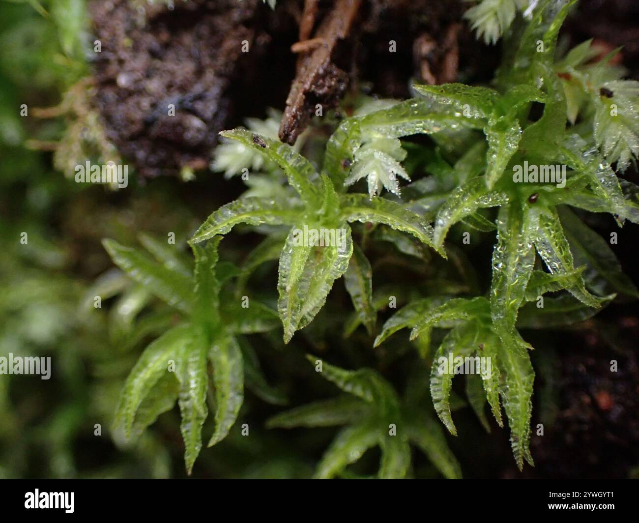 Catherine's moss (Atrichum undulatum Stock Photo - Alamy