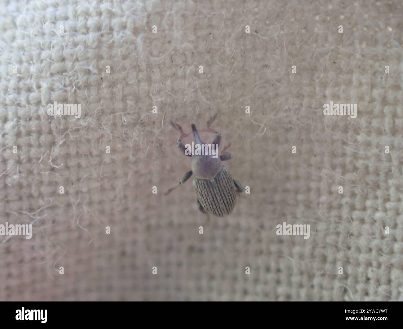 Clover Seed Weevil (Tychius picirostris Stock Photo - Alamy