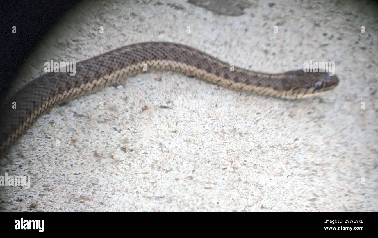 Wandering Garter Snake (Thamnophis elegans vagrans Stock Photo - Alamy