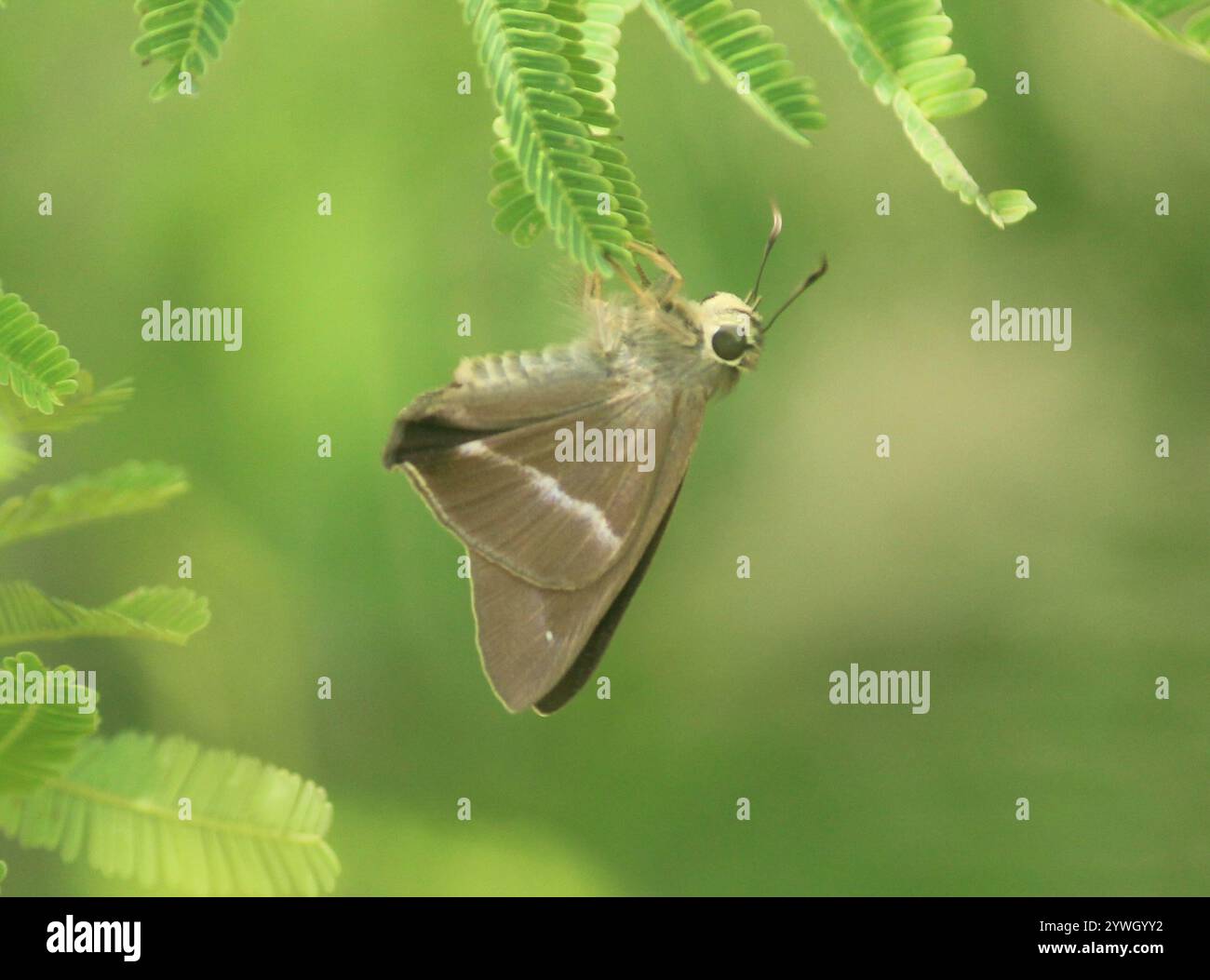 Common Banded Awl (Hasora chromus Stock Photo - Alamy