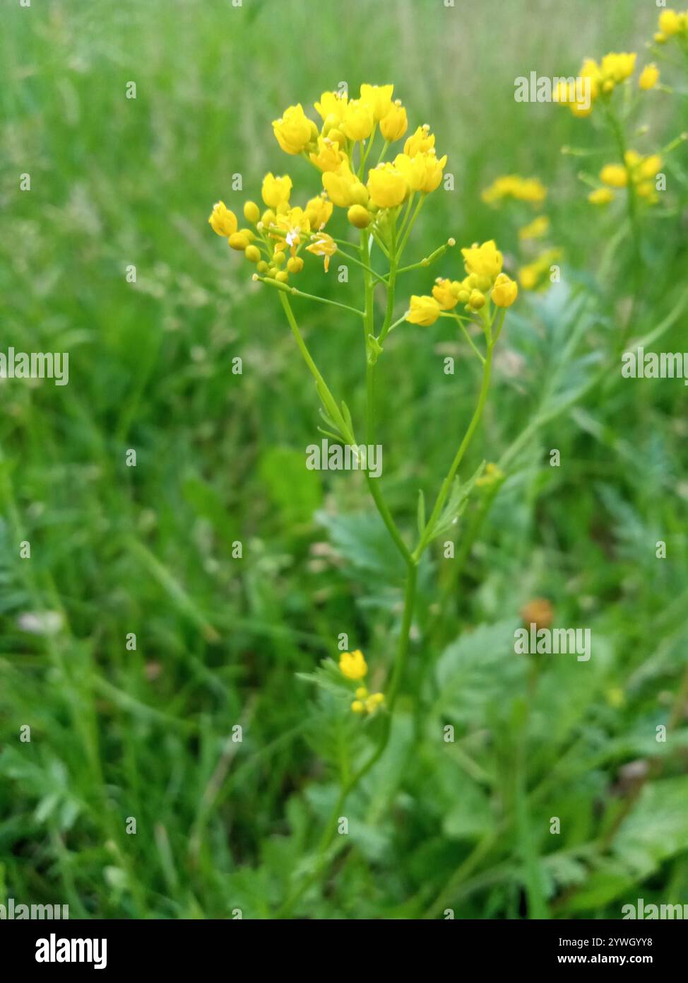 Creeping Yellowcress (Rorippa sylvestris Stock Photo - Alamy