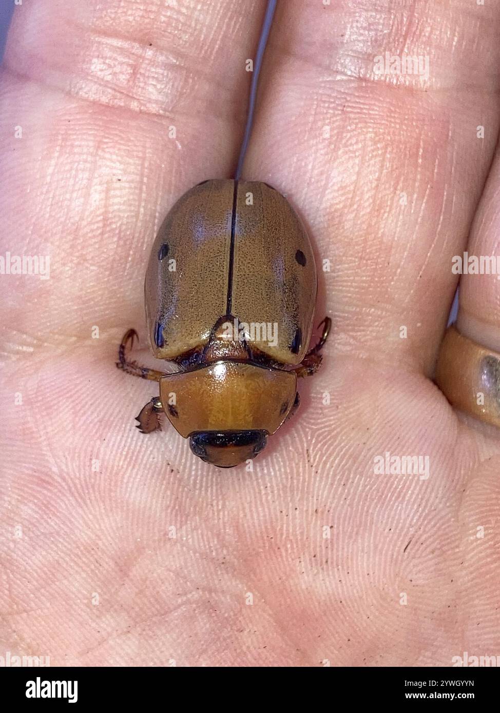 Grapevine Beetle (Pelidnota punctata Stock Photo - Alamy