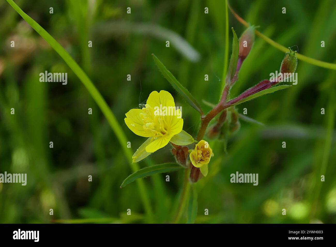 Small sundrops hi-res stock photography and images - Alamy