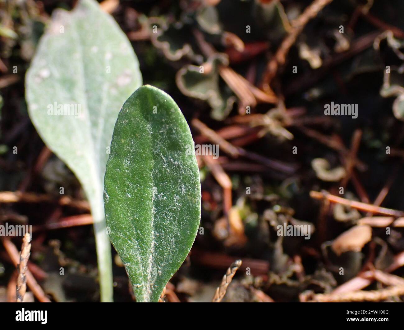 woolly groundsel (Packera cana Stock Photo - Alamy