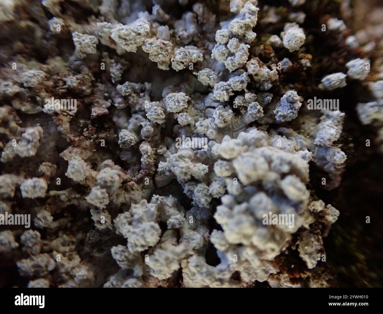 wart lichens, water lichens, and allies (Pertusariales Stock Photo - Alamy