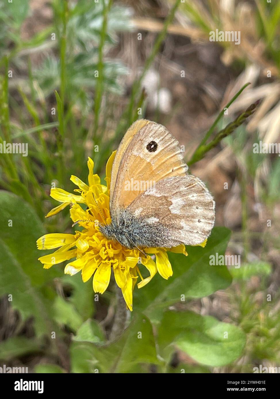 Common Ringlet (Coenonympha california Stock Photo - Alamy