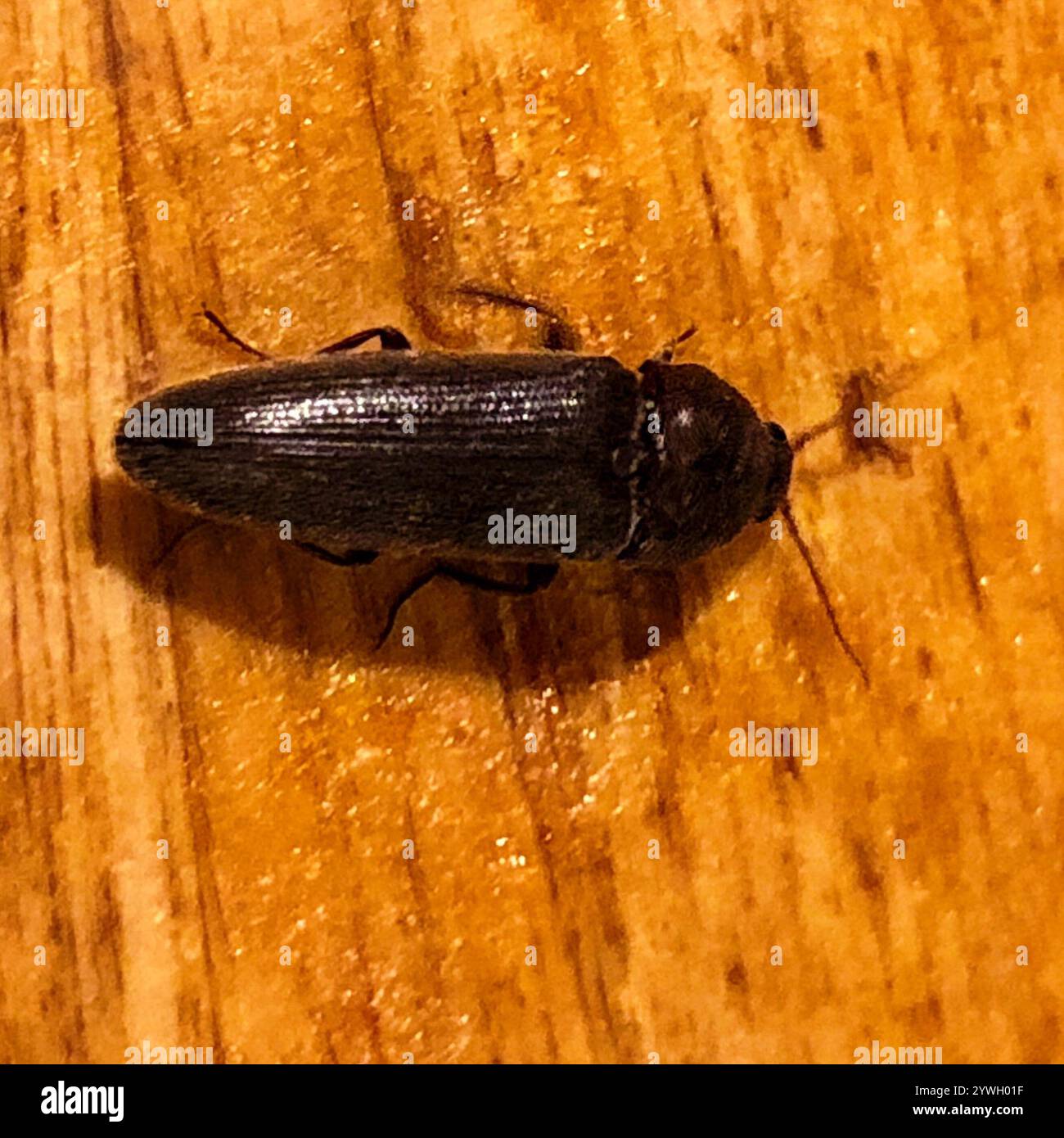 Click Beetles (Elateridae Stock Photo - Alamy