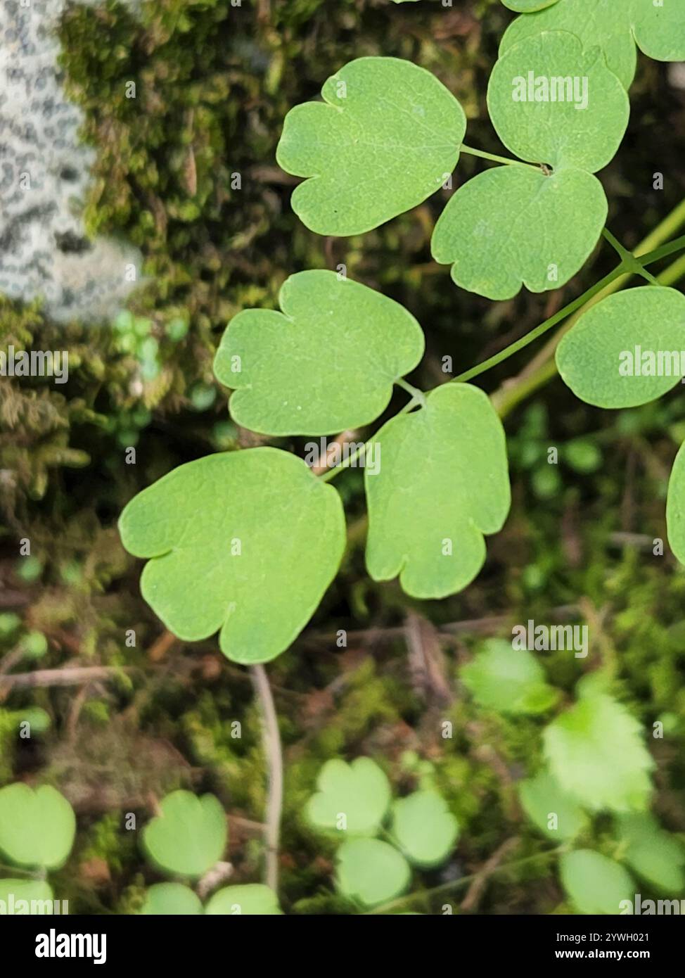 tall meadow-rue (Thalictrum pubescens Stock Photo - Alamy