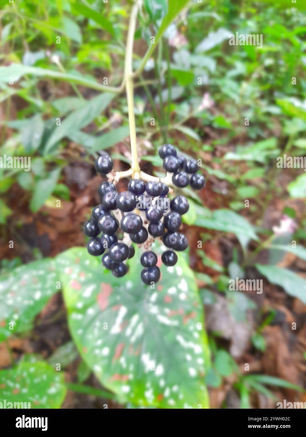 Curved Flower Woody Chassalia (Chassalia curviflora Stock Photo - Alamy