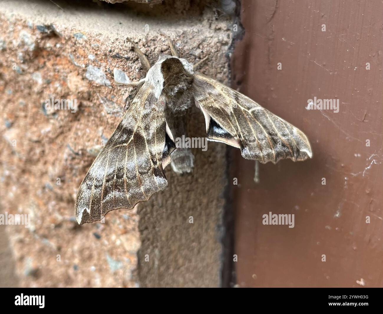 One-eyed Sphinx (Smerinthus cerisyi Stock Photo - Alamy