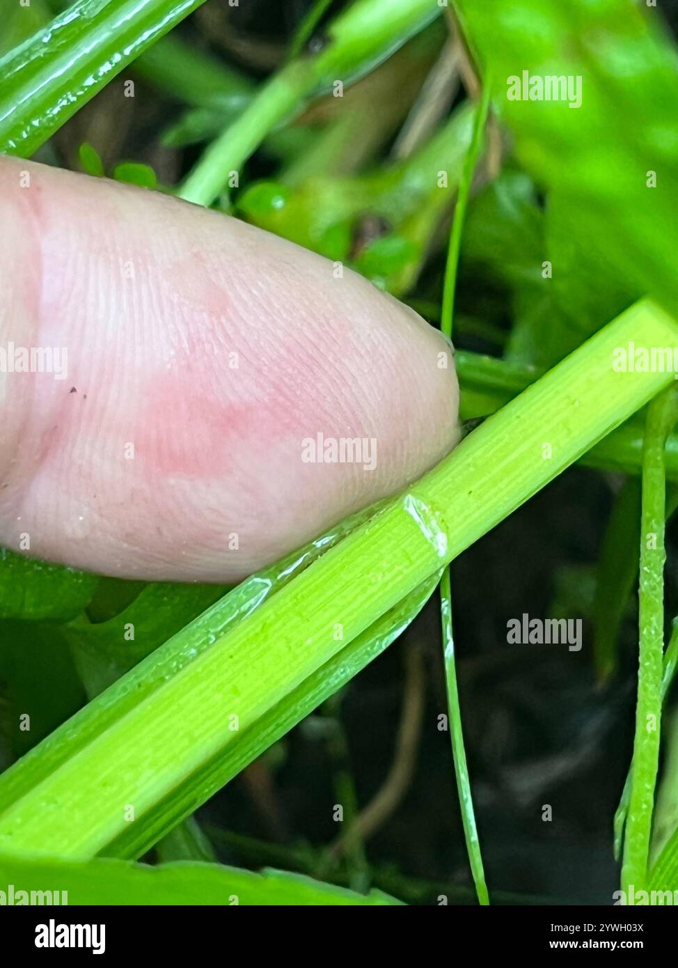 smooth-sheathed sedge (Carex laevivaginata Stock Photo - Alamy
