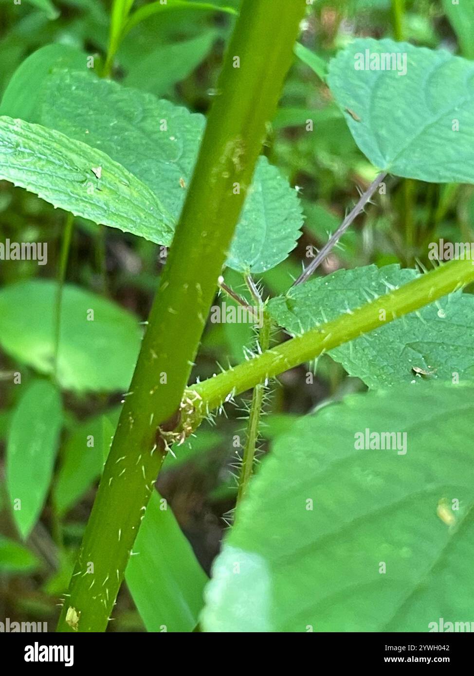 wood nettle (Laportea canadensis Stock Photo - Alamy