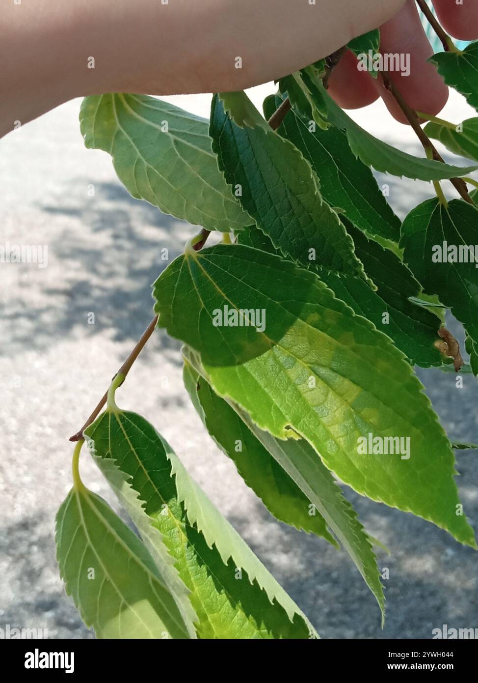 Nettle tree (Celtis australis Stock Photo - Alamy