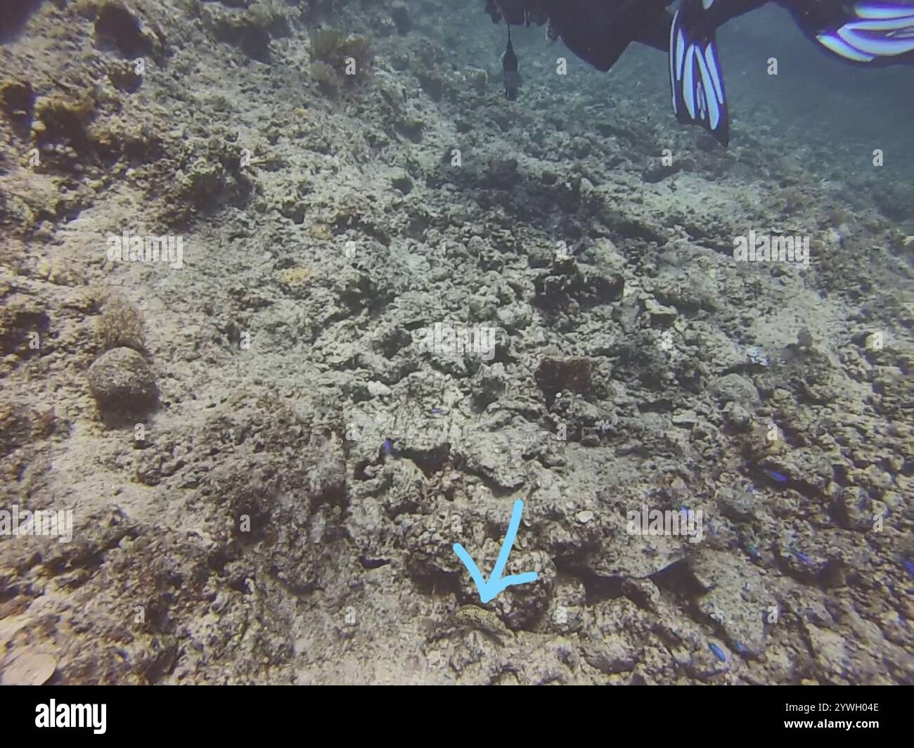 Ray-finned Fishes (Actinopterygii Stock Photo - Alamy