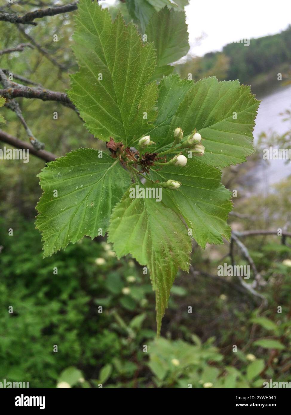 Large-thorn hawthorn (Crataegus macracantha Stock Photo - Alamy