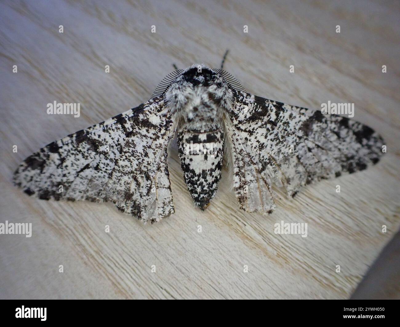 Peppered Moth (Biston betularia Stock Photo - Alamy