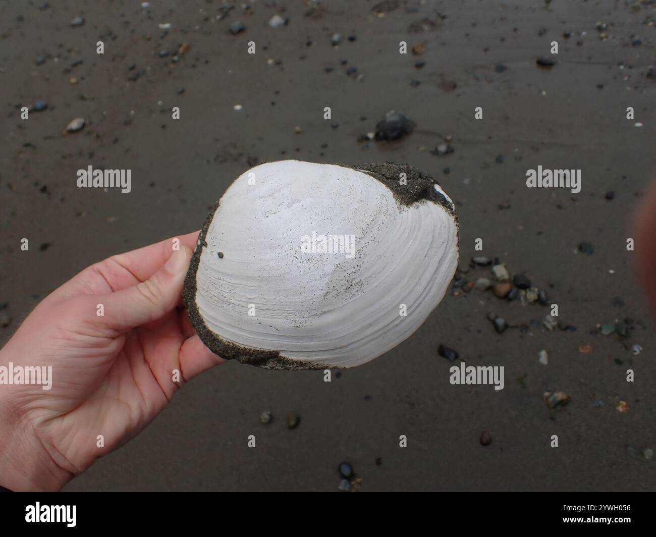 Fat Gaper (Tresus capax Stock Photo - Alamy