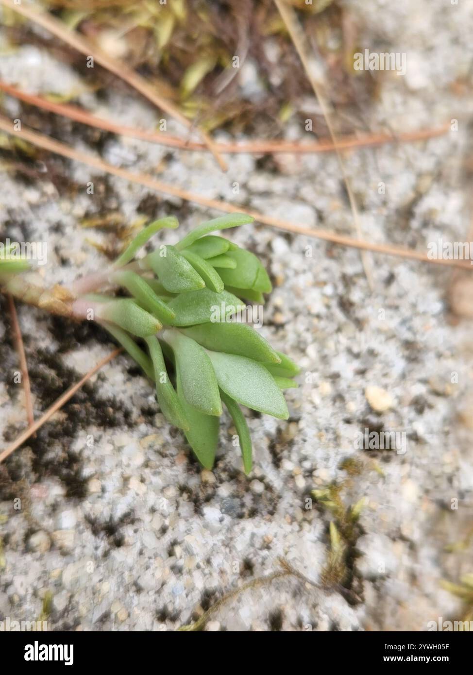 Stringy Stonecrop (Sedum sarmentosum Stock Photo - Alamy