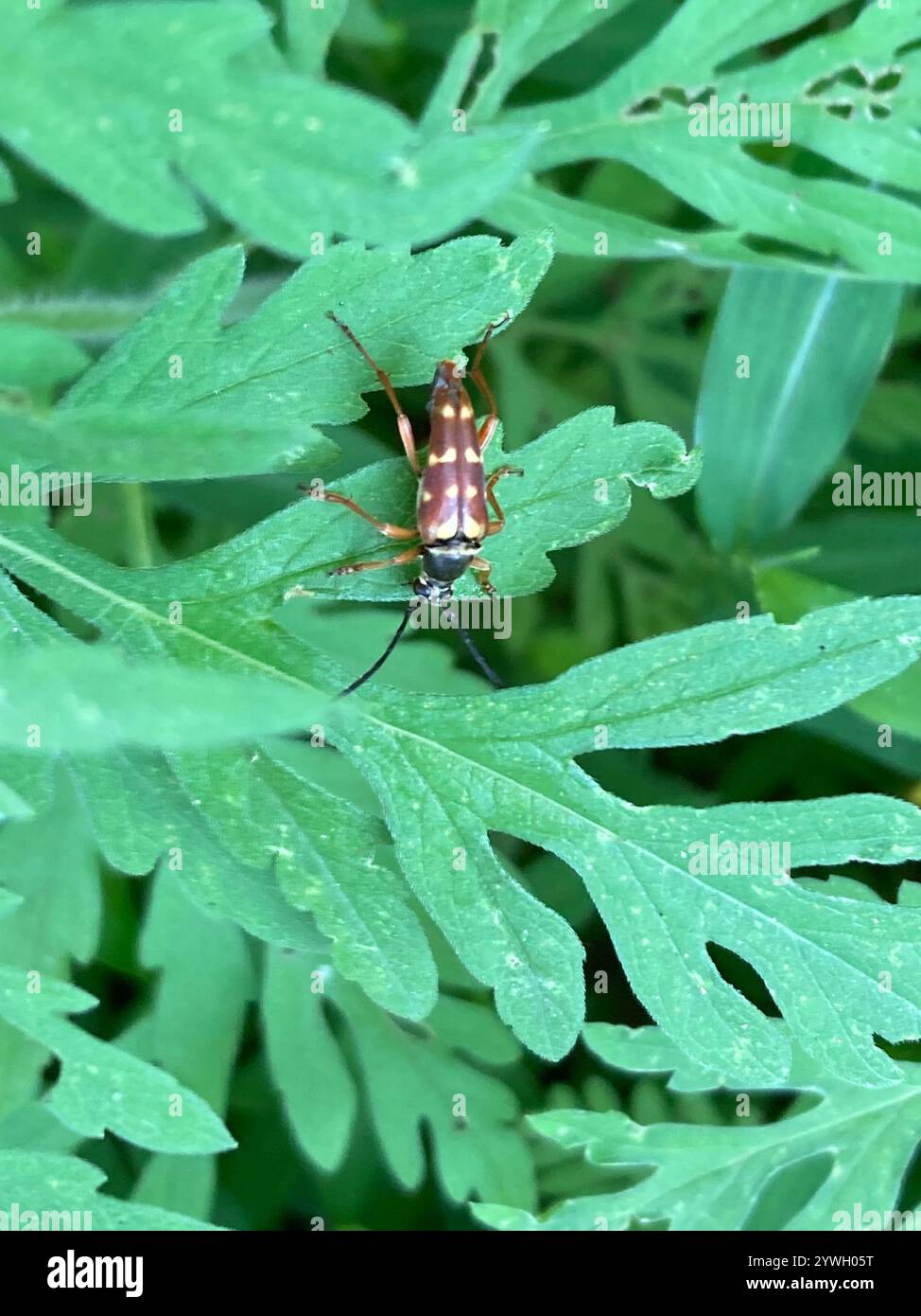 Banded Longhorn Beetle (Typocerus velutinus Stock Photo - Alamy