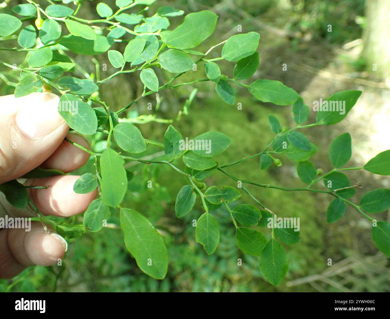 Red Huckleberry (Vaccinium parvifolium Stock Photo - Alamy