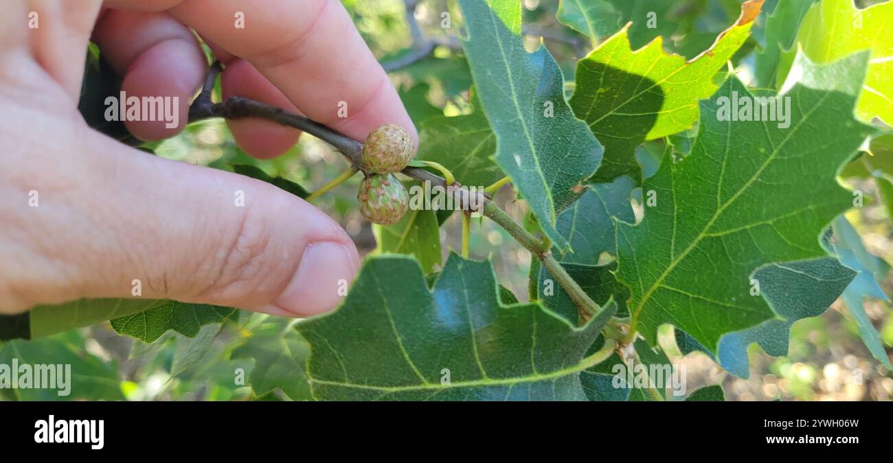 Oracle Oak (Quercus × morehus Stock Photo - Alamy