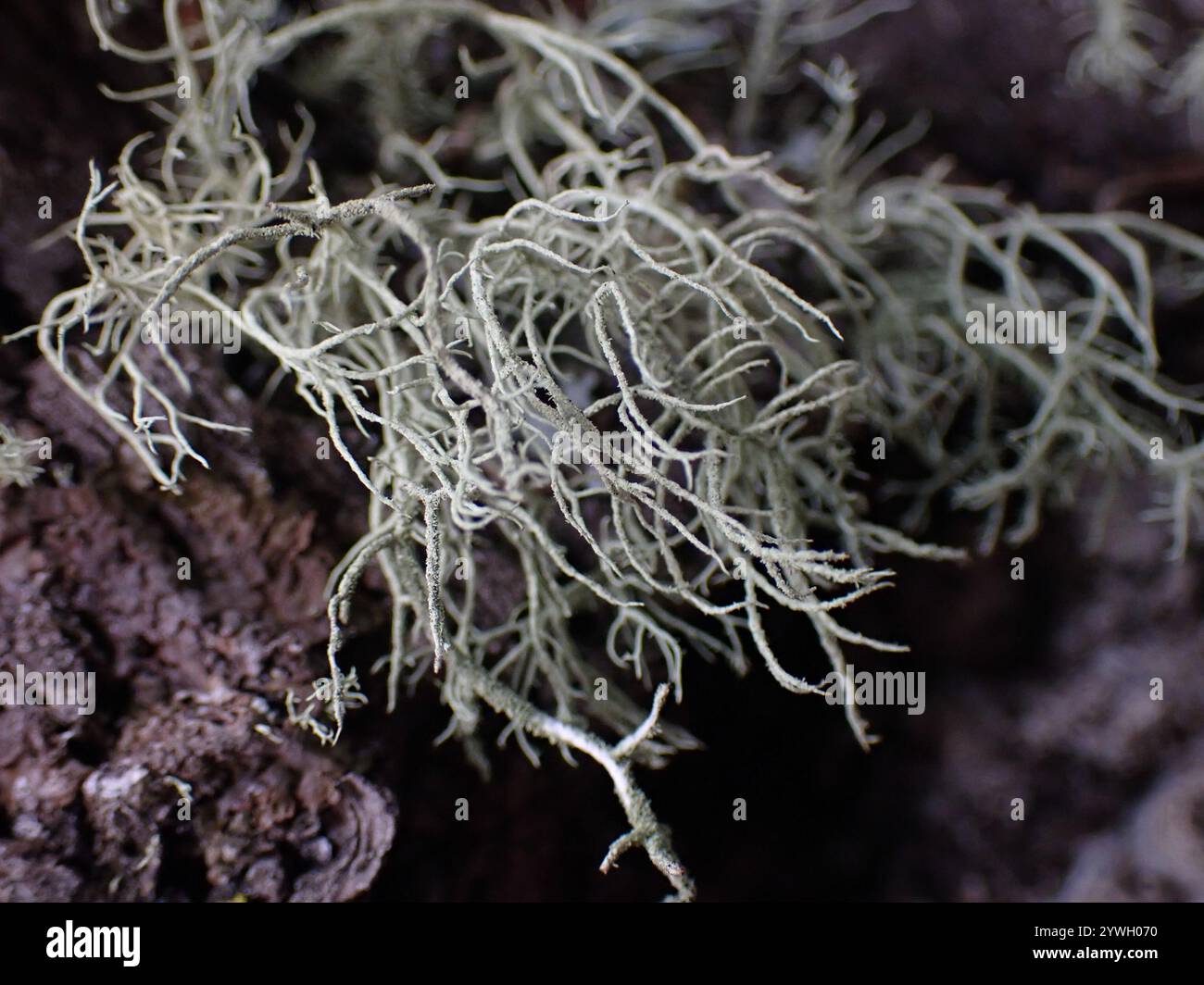 Bristly Beard Lichen (Usnea hirta Stock Photo - Alamy