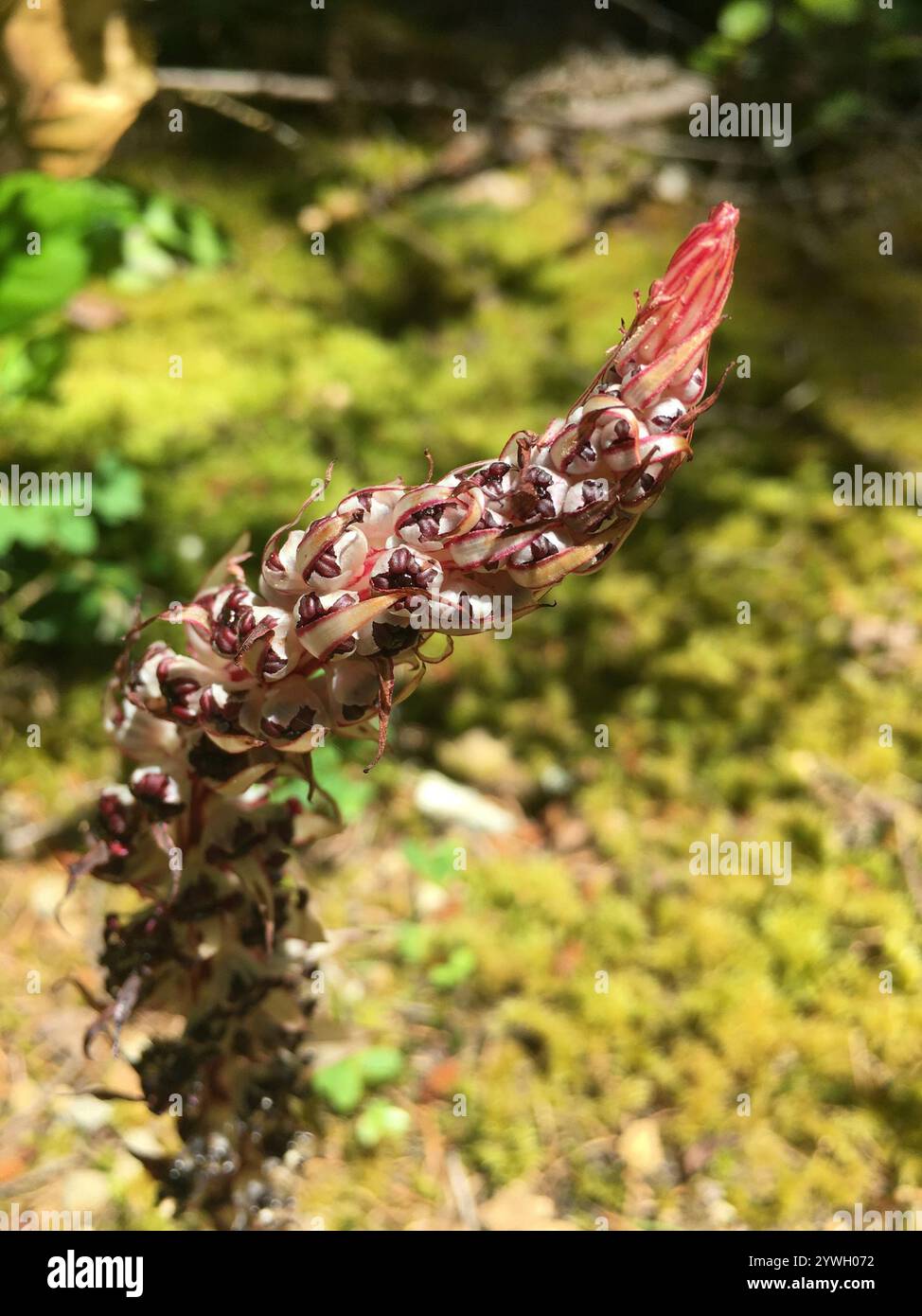sugarstick (Allotropa virgata Stock Photo - Alamy