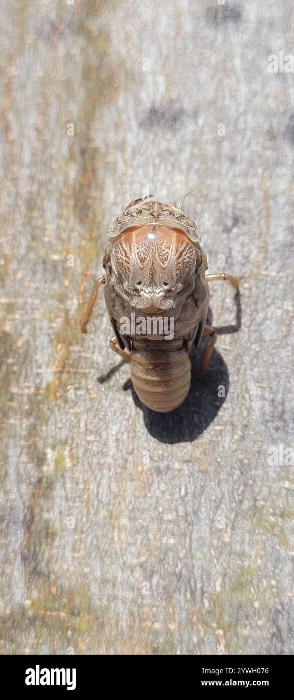 Ash Cicada (Cicada orni Stock Photo - Alamy