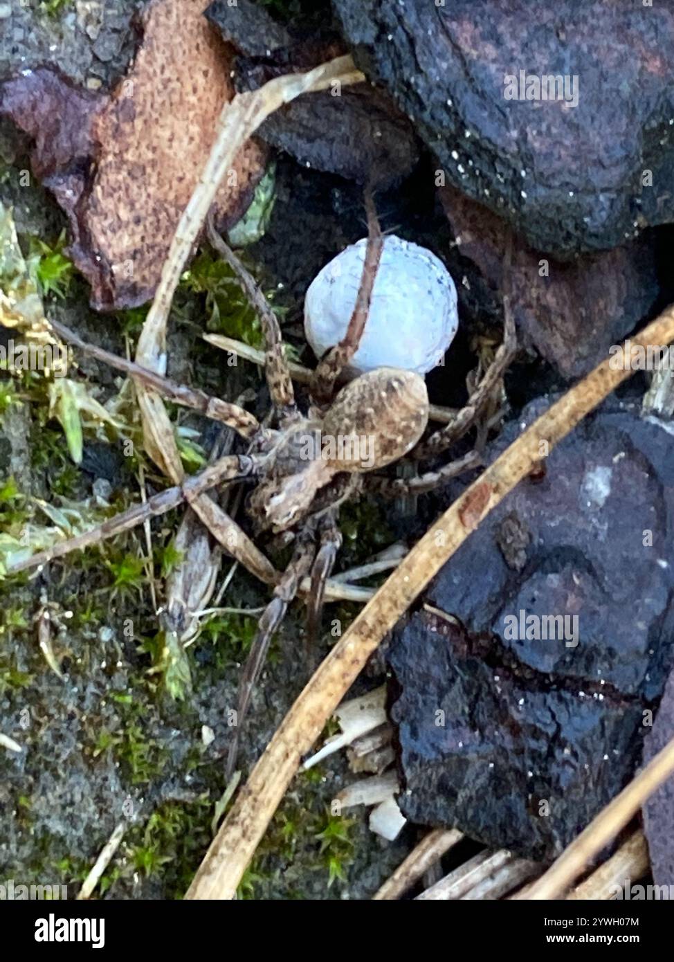 Fox Spiders (Alopecosa Stock Photo - Alamy