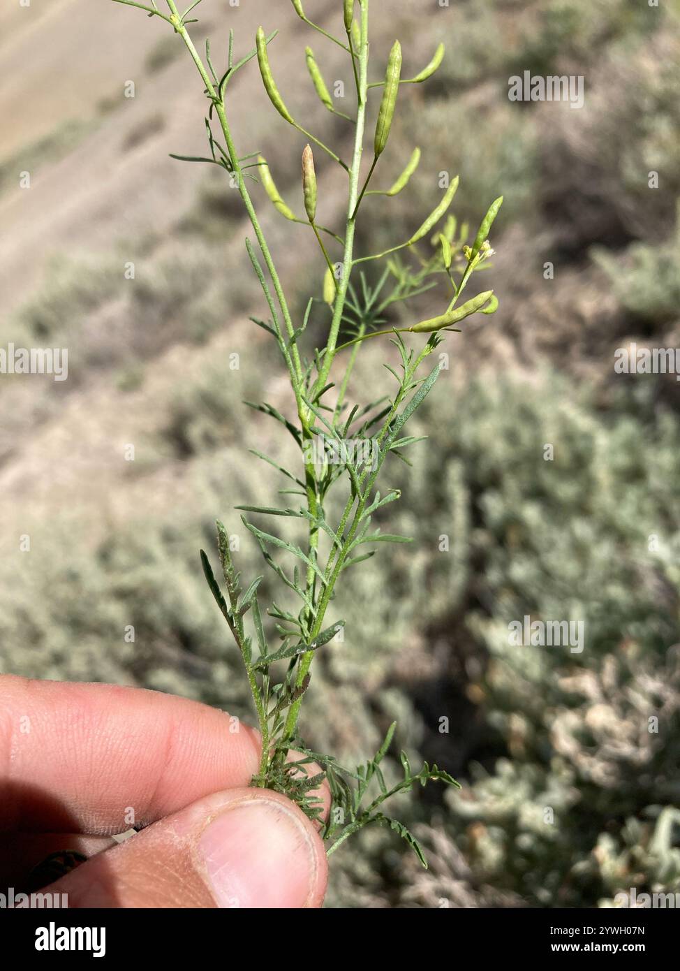 Western Tansymustard (Descurainia pinnata Stock Photo - Alamy