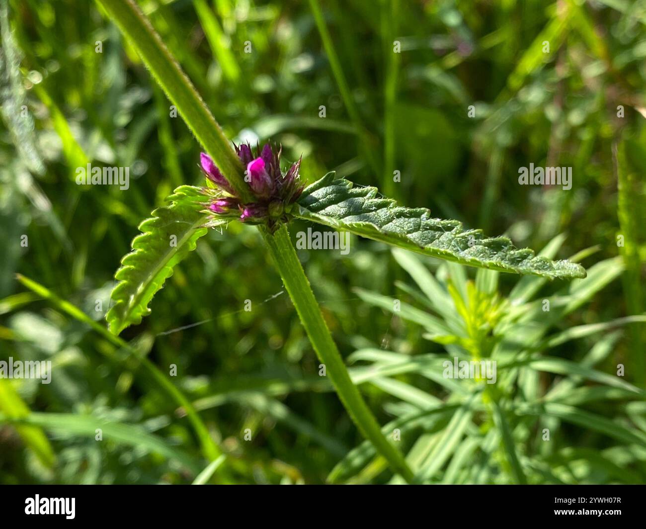 common hedge-nettle (Betonica officinalis Stock Photo - Alamy