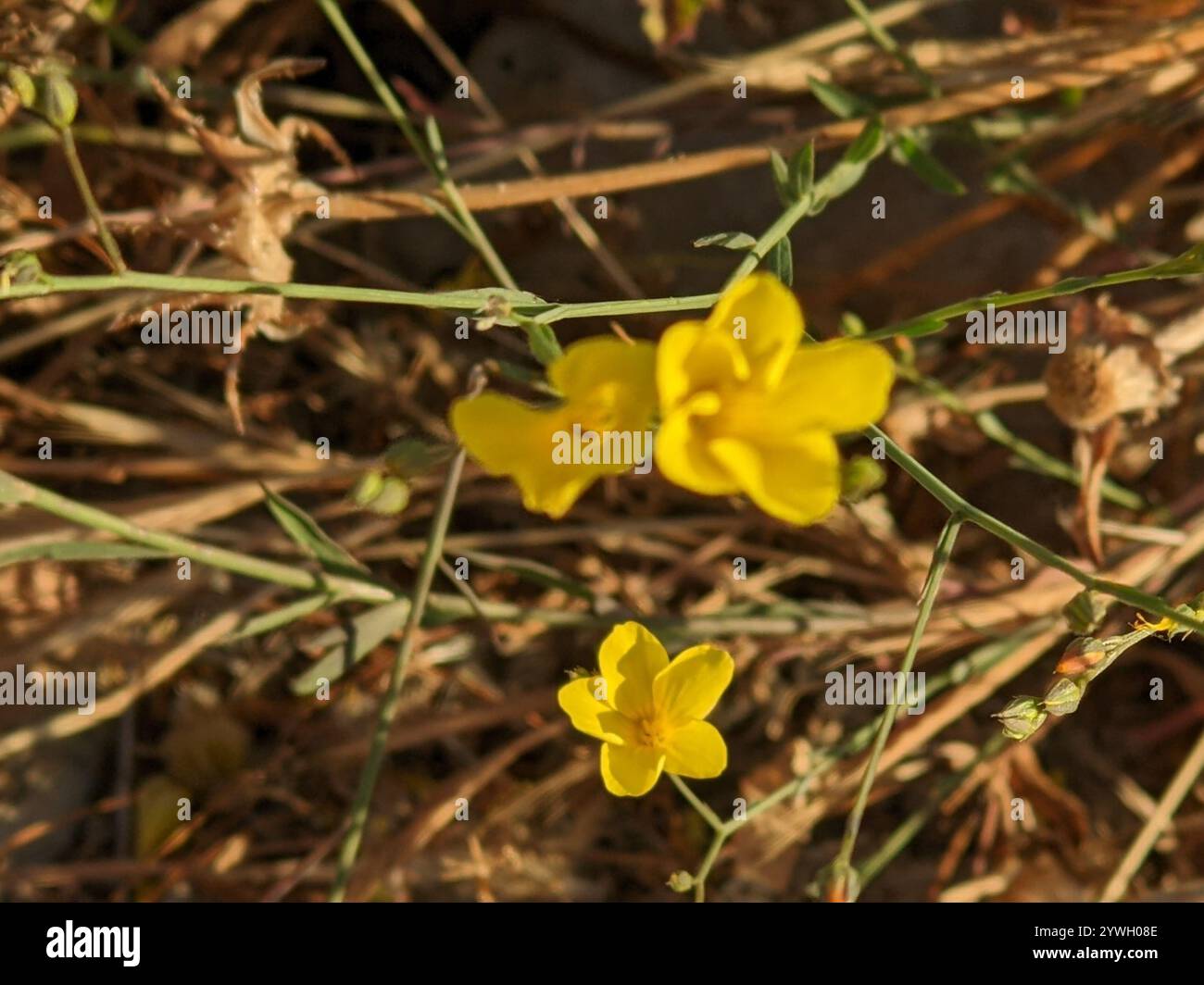 Linum trigynum hi-res stock photography and images - Alamy