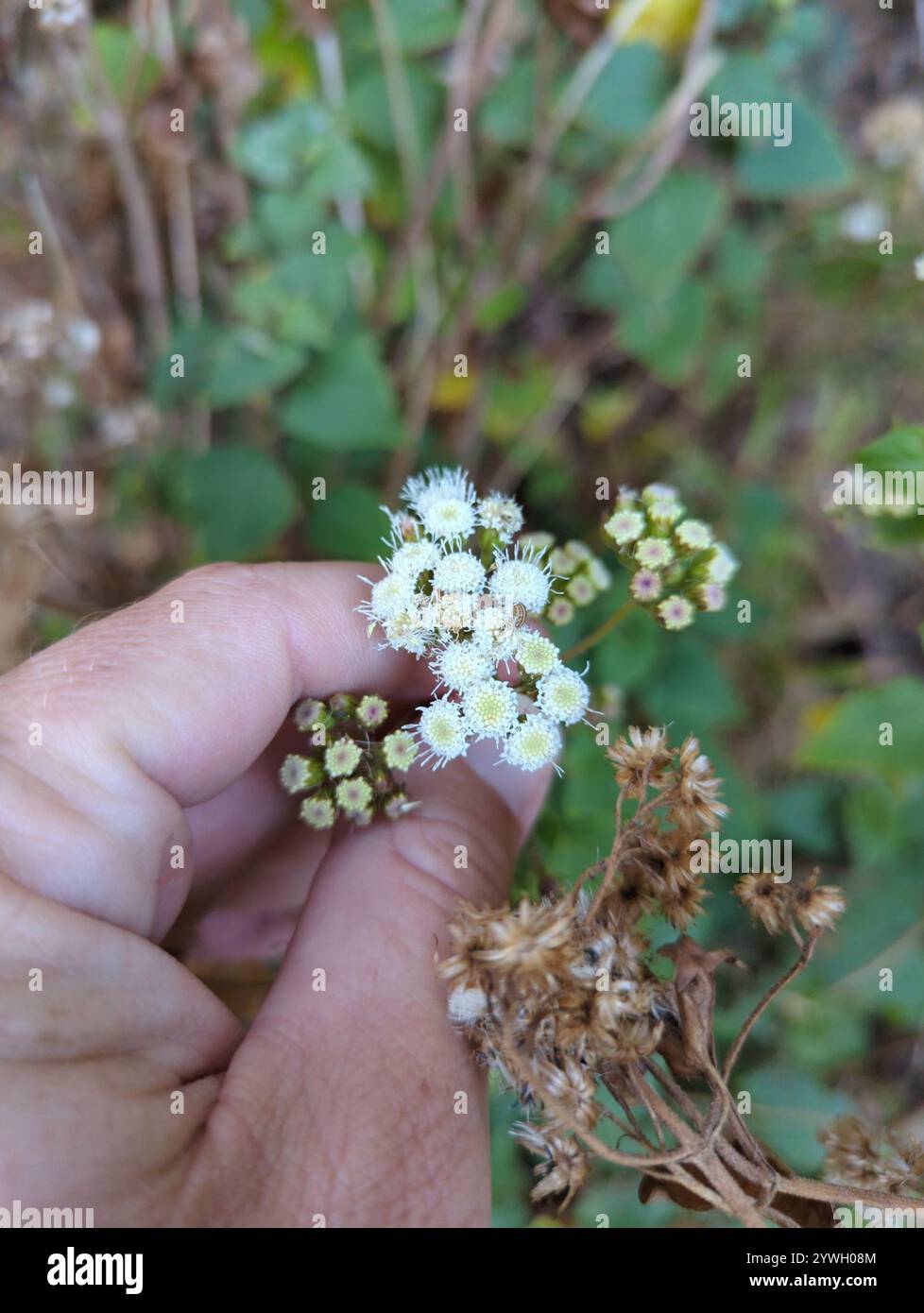 Crofton Weed (Ageratina adenophora Stock Photo - Alamy