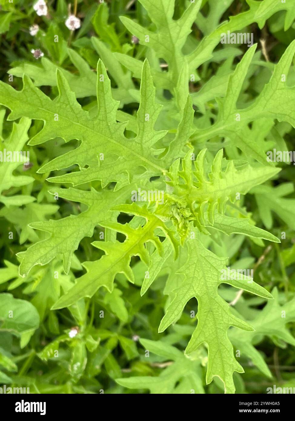 western ragweed (Ambrosia psilostachya Stock Photo - Alamy